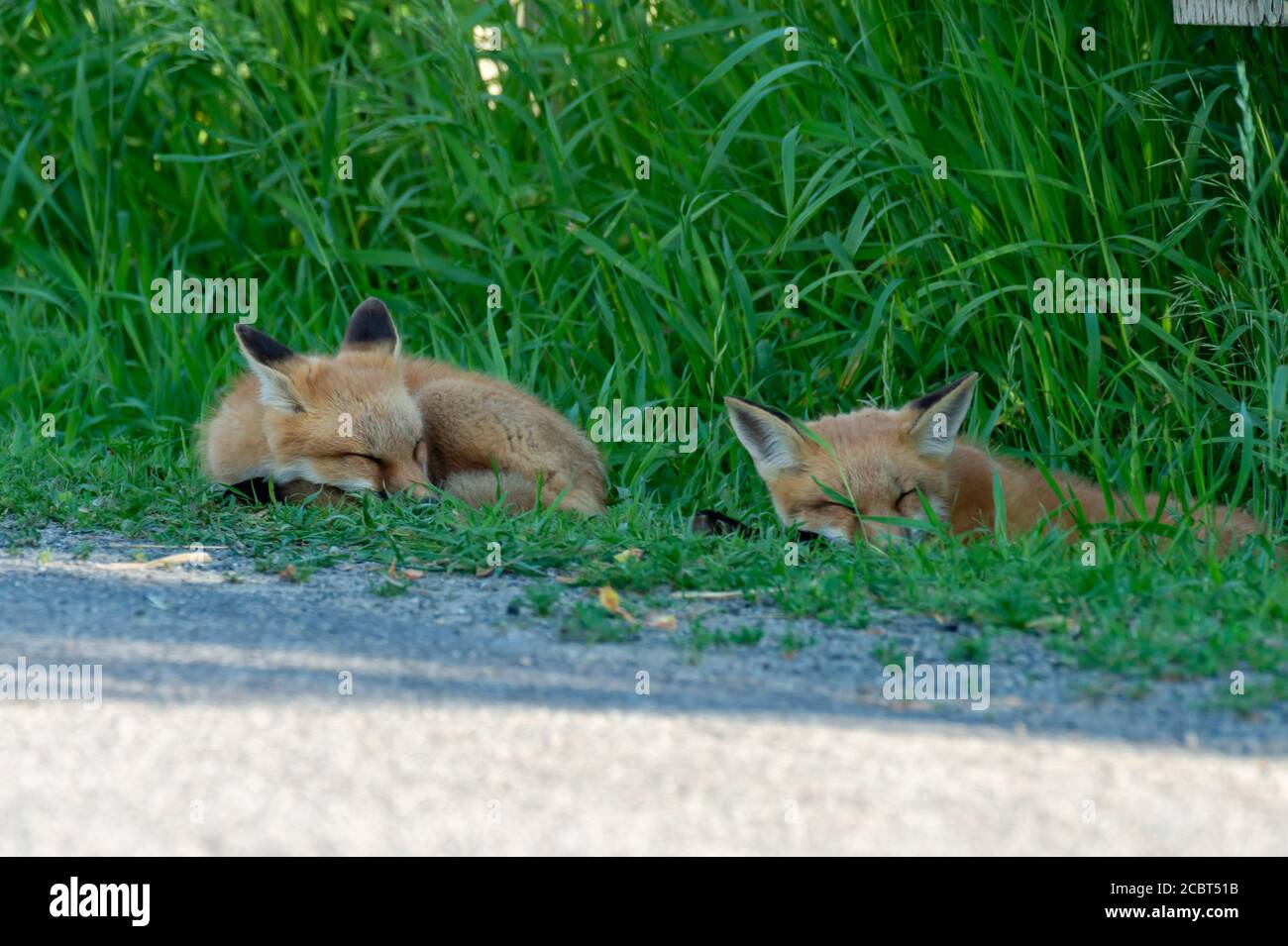 The fox brothers in my country Stock Photo - Alamy