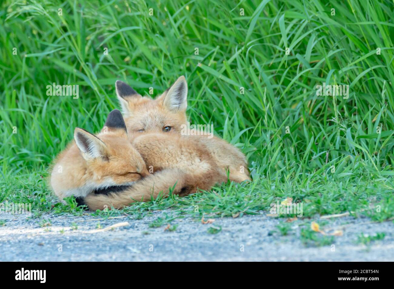 The fox brothers in my country Stock Photo - Alamy