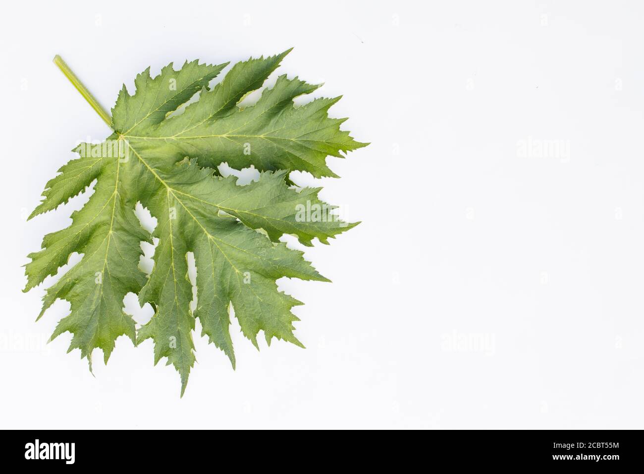 Compound leaf hi-res stock photography and images - Alamy Compound leaf hi-res stock photography and images - Alamy
