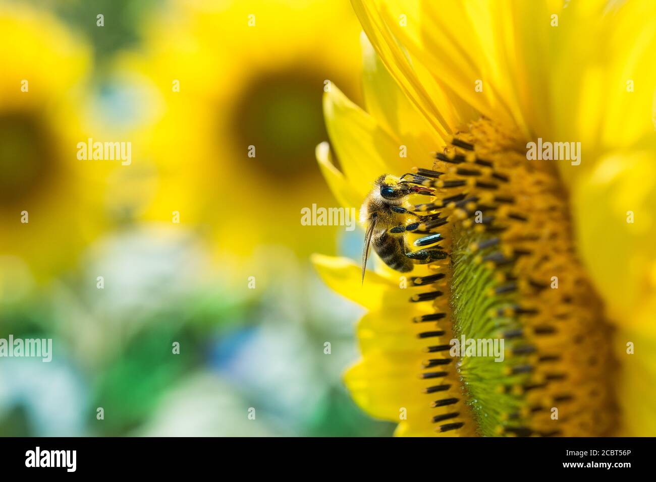 Cose-up of European honey bee on common sunflower yellow bloom. Apis ...