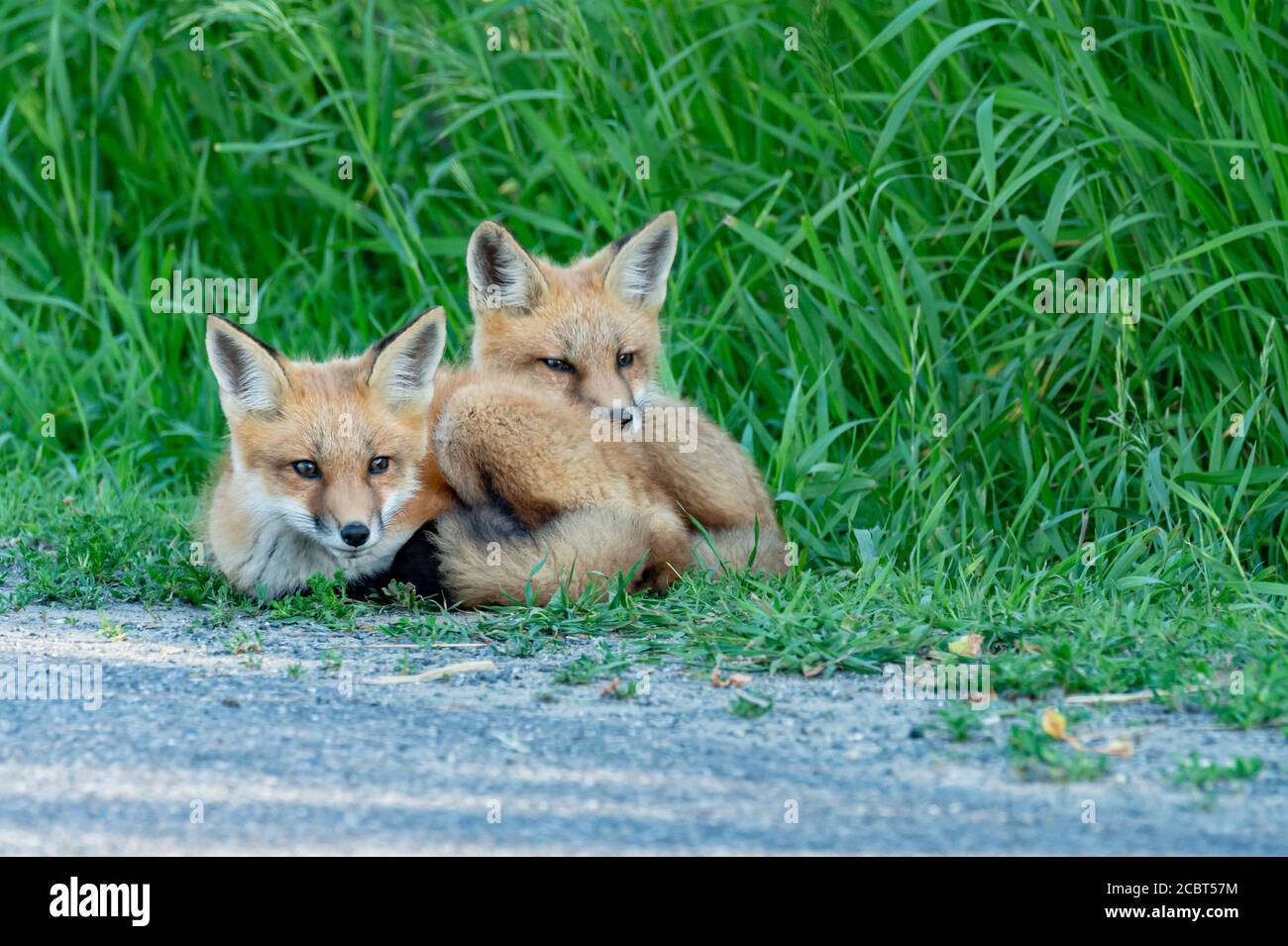 The fox brothers in my country Stock Photo - Alamy