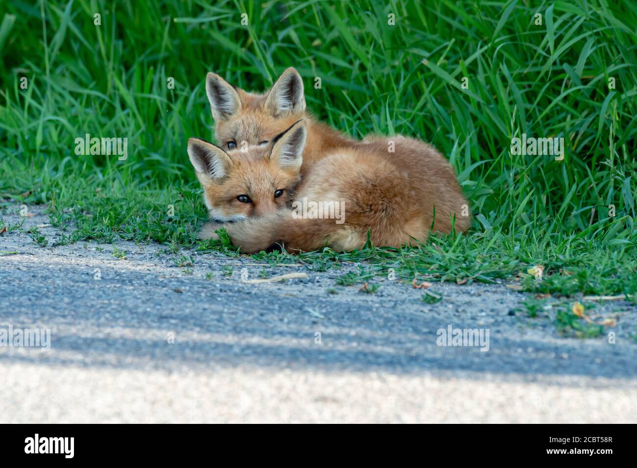 The fox brothers in my country Stock Photo - Alamy