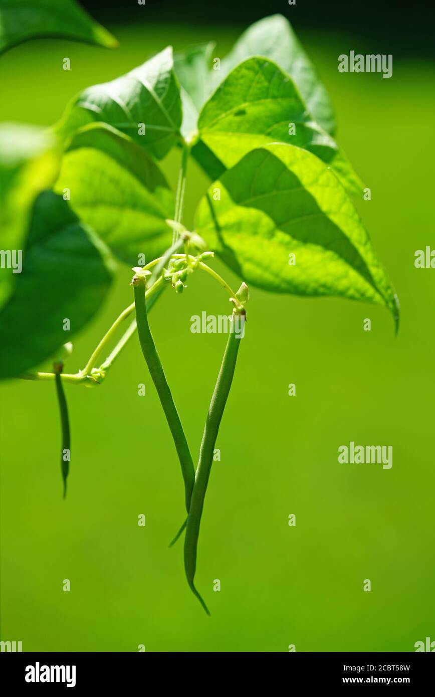 Thin French green beans growing in the vegetable garden Stock Photo - Alamy