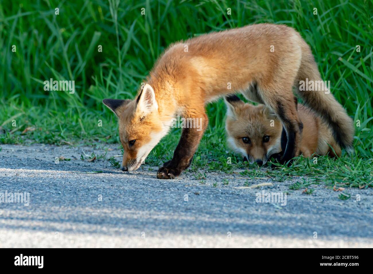 The fox brothers in my country Stock Photo - Alamy