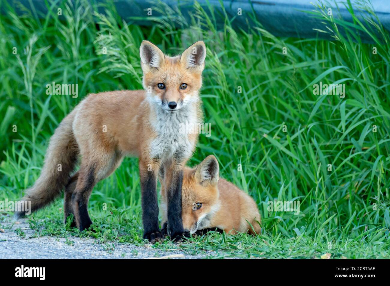The fox brothers in my country Stock Photo - Alamy