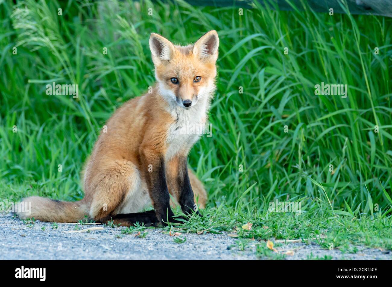 The fox brothers in my country Stock Photo - Alamy