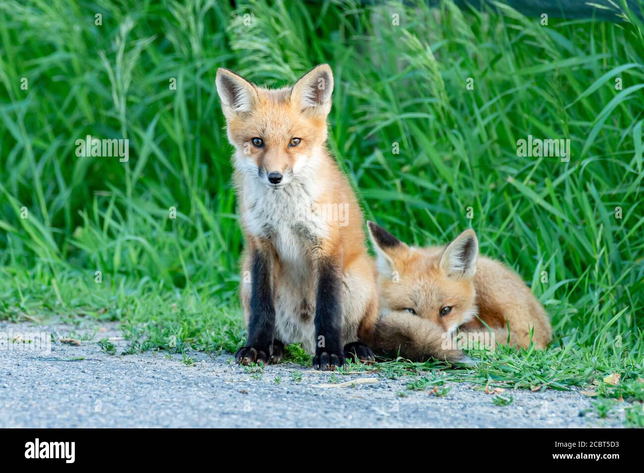 The fox brothers in my country Stock Photo - Alamy