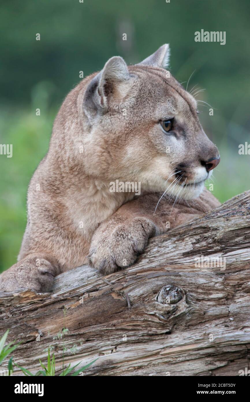 Adult Mountain Lion Resting Front Legs on a Log Stock Photo - Alamy