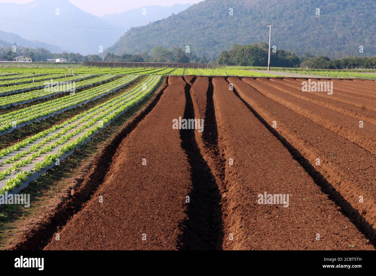 Agriculture. Large vegetable and tractor plantations working and ...