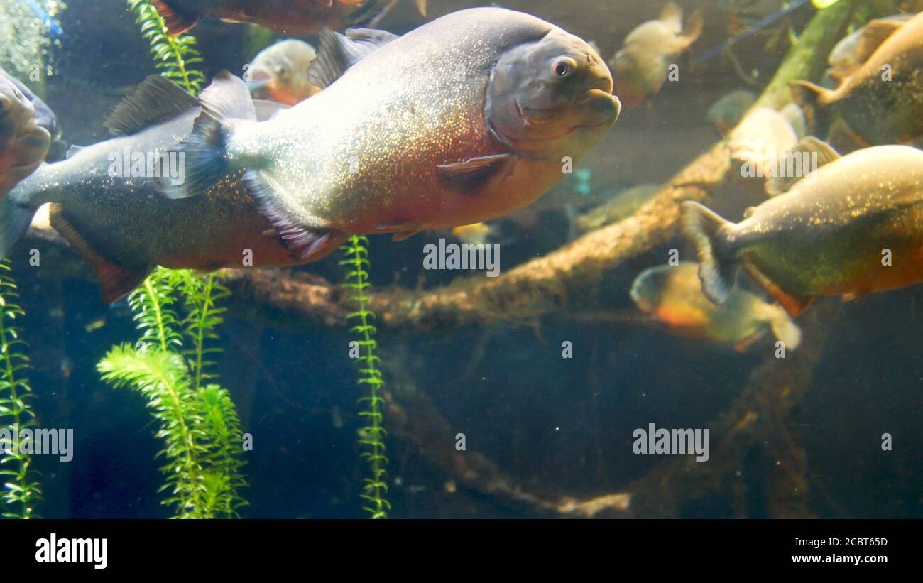 red piranha, very dangerous fish Stock Photo - Alamy