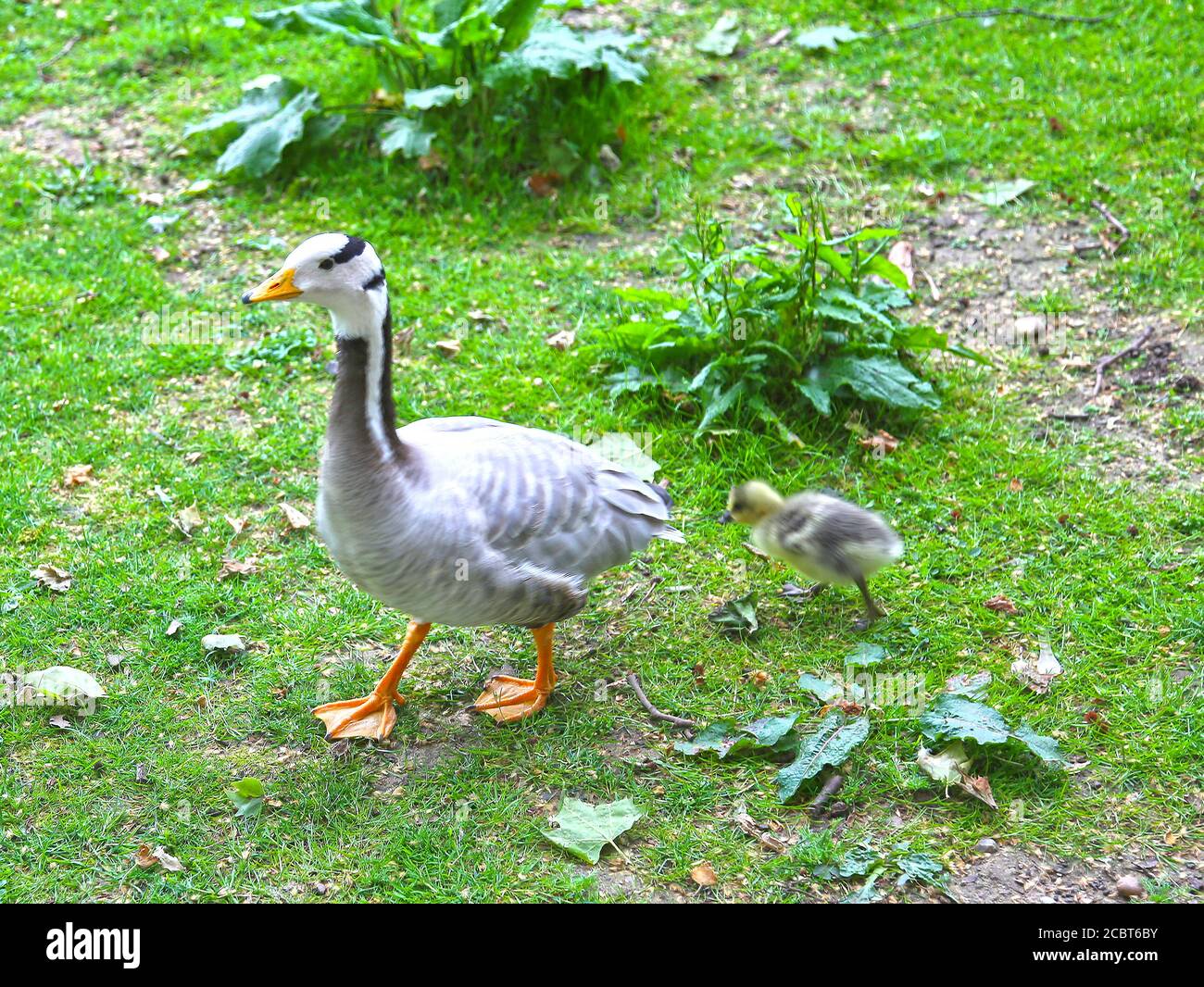 Striped chicks hi-res stock photography and images - Alamy