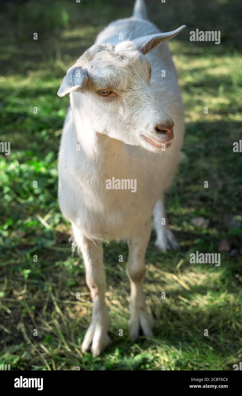 Zaanen goat hi-res stock photography and images - Alamy