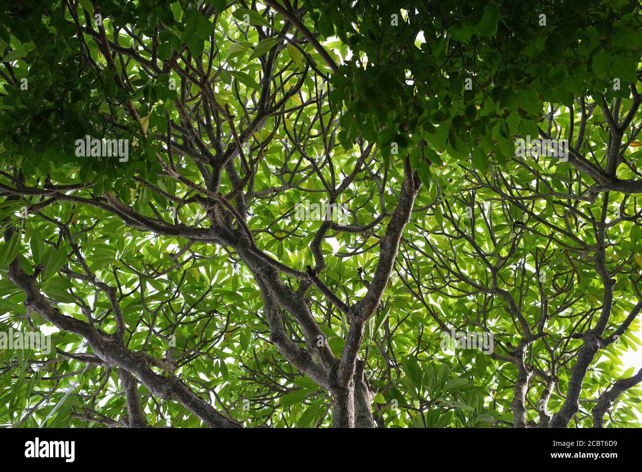 Big tree crown on the shore of Gris Gris cape. South part of Mauritius ...