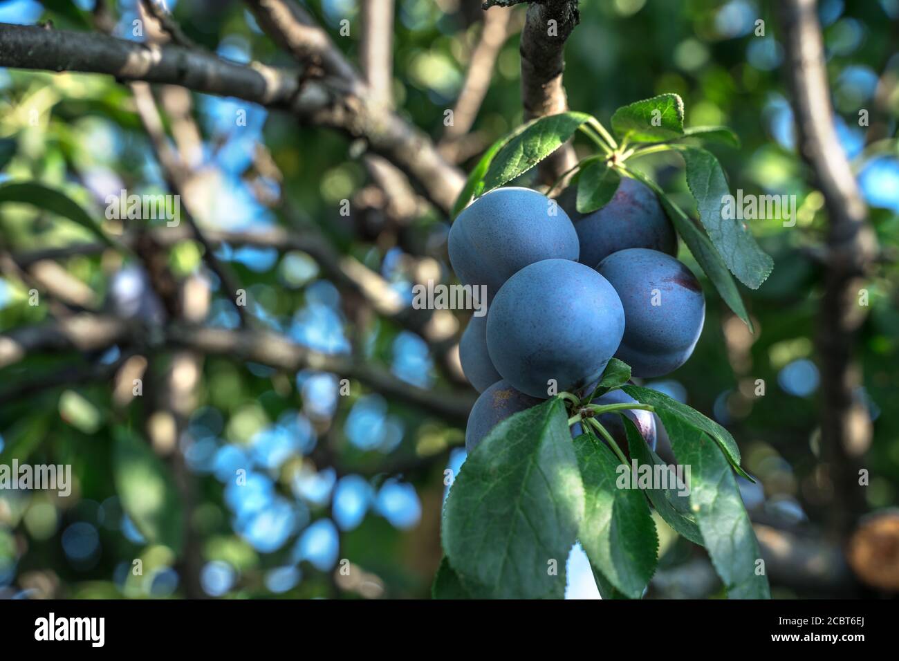 Ripe juicy plums on a tree branch in the sun Stock Photo - Alamy