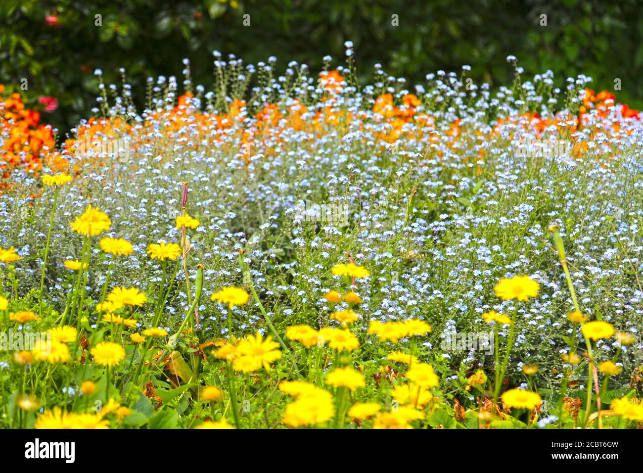Flowerbed with calendula and forget-me-nots, yellow and blue flowers ...