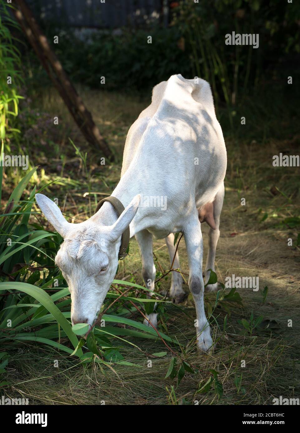 Zaanen goat hi-res stock photography and images - Alamy