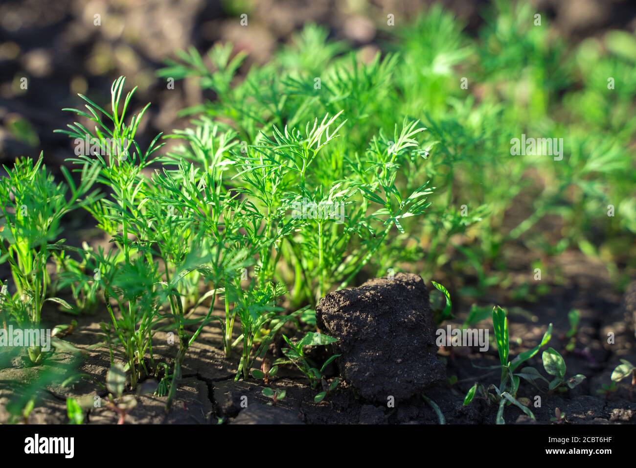 Green young dill grows in the garden in the open air in the black soil ...