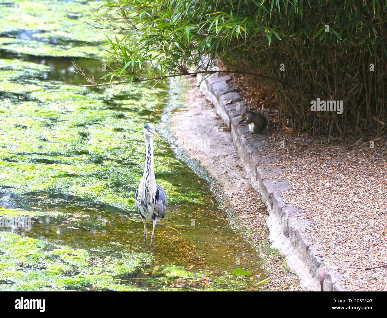 The great blue heron, Ardea herodias, a large wading bird in the heron ...