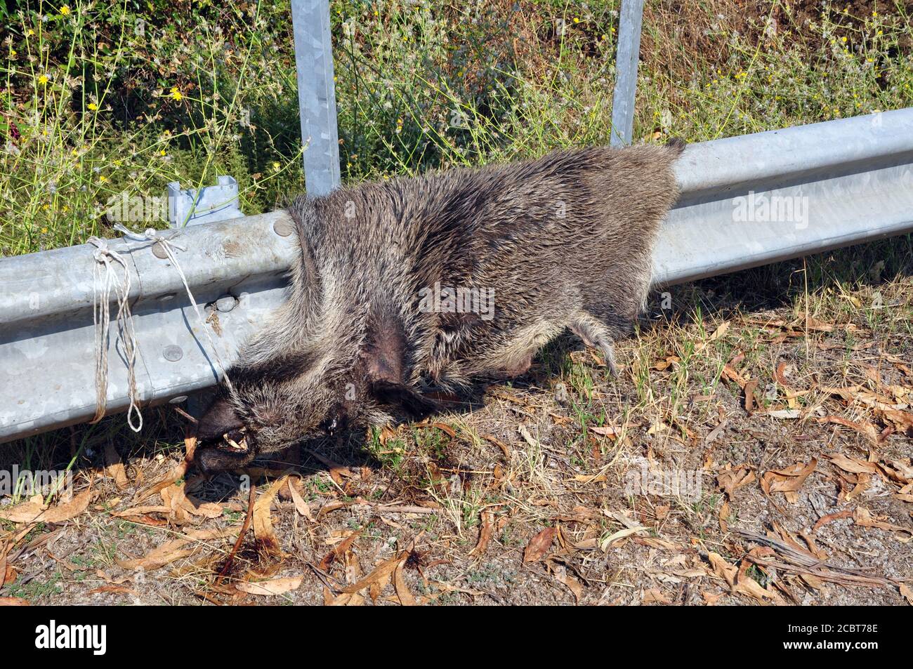 Wild boar skin to dry southern Corsica Stock Photo - Alamy