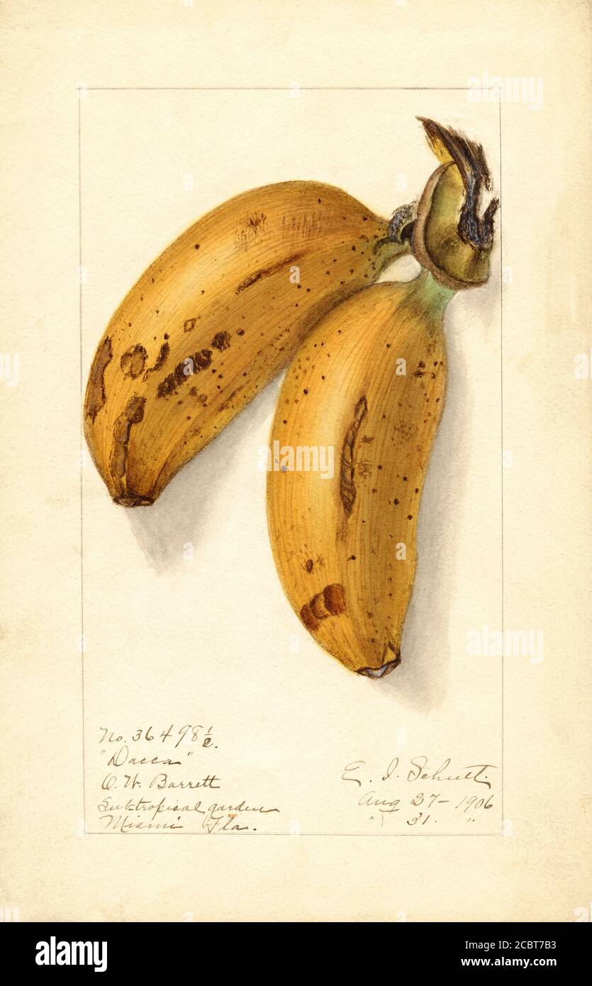 1906 illustration hi-res stock photography and images - Alamy