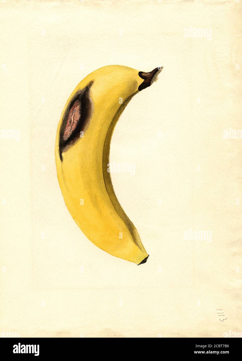 Bruised Banana, Watercolor Illustration by James Marion Shull, U.S ...