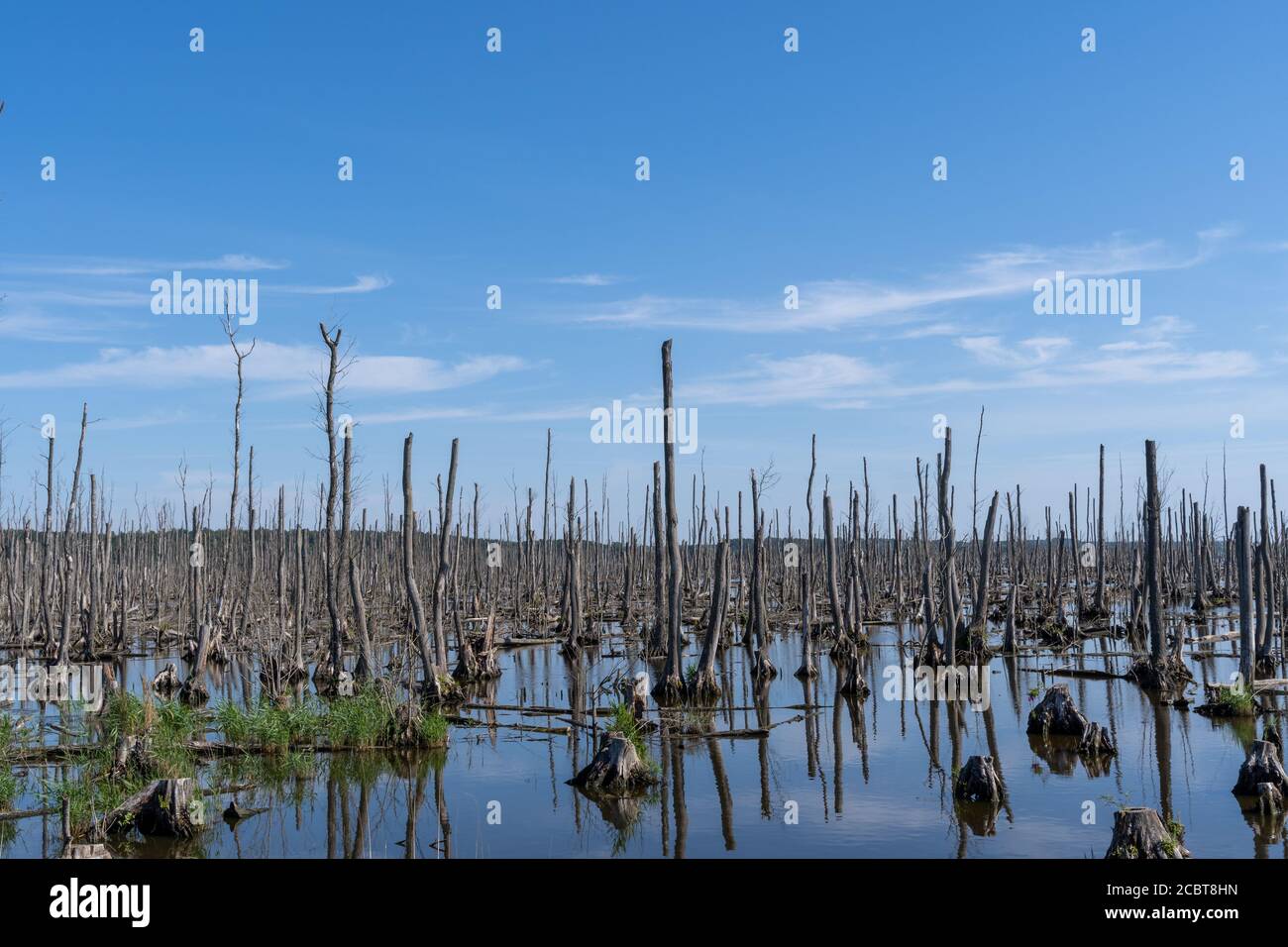 Climate change tree hi-res stock photography and images - Alamy