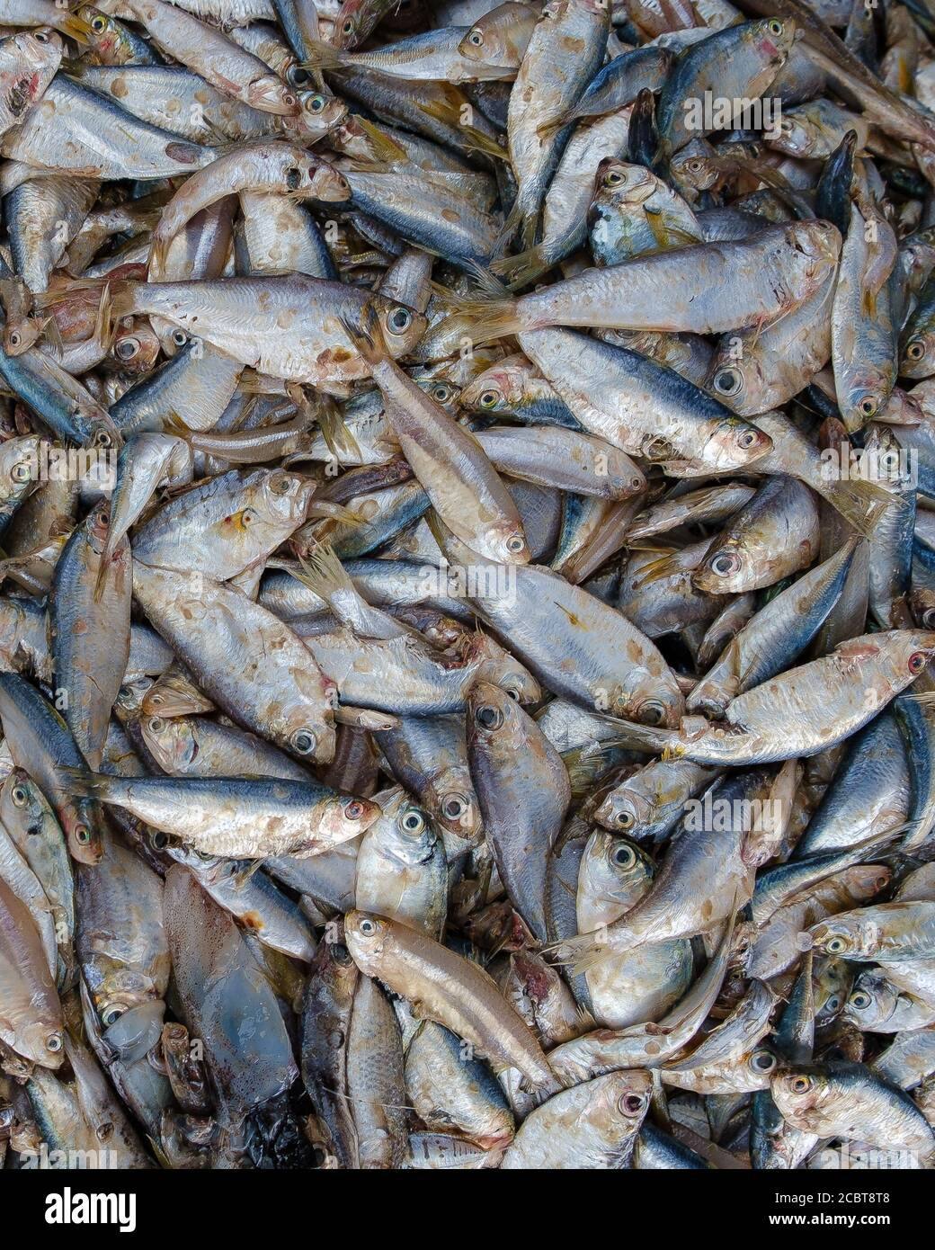 Fresh fish in basket, horizontal shot, Ha Long Bay, Vietnam, fisherman ...