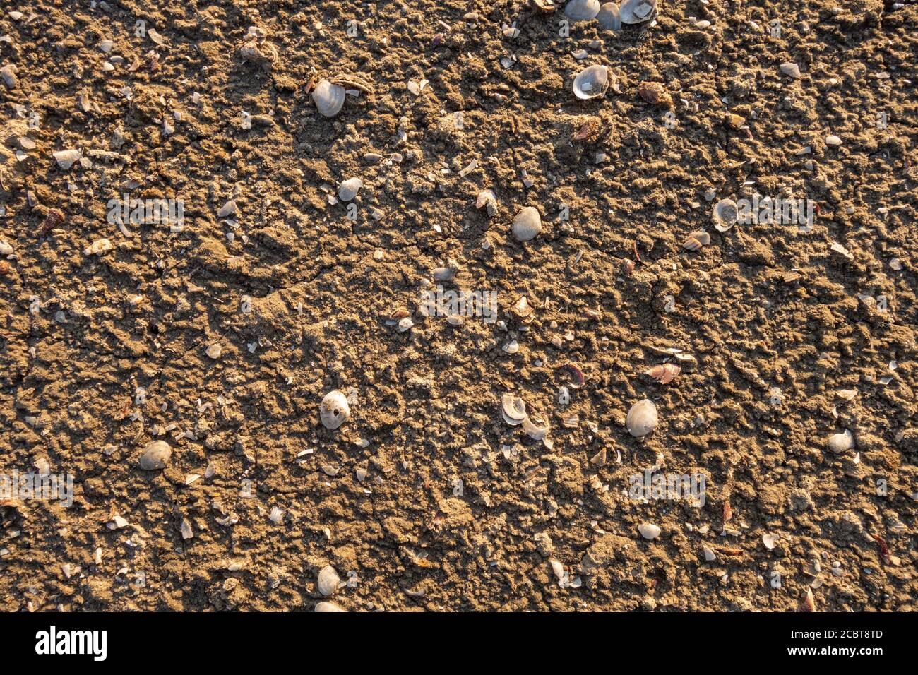 Dried sand with shells and salt crystals. The bottom of a dried salt ...