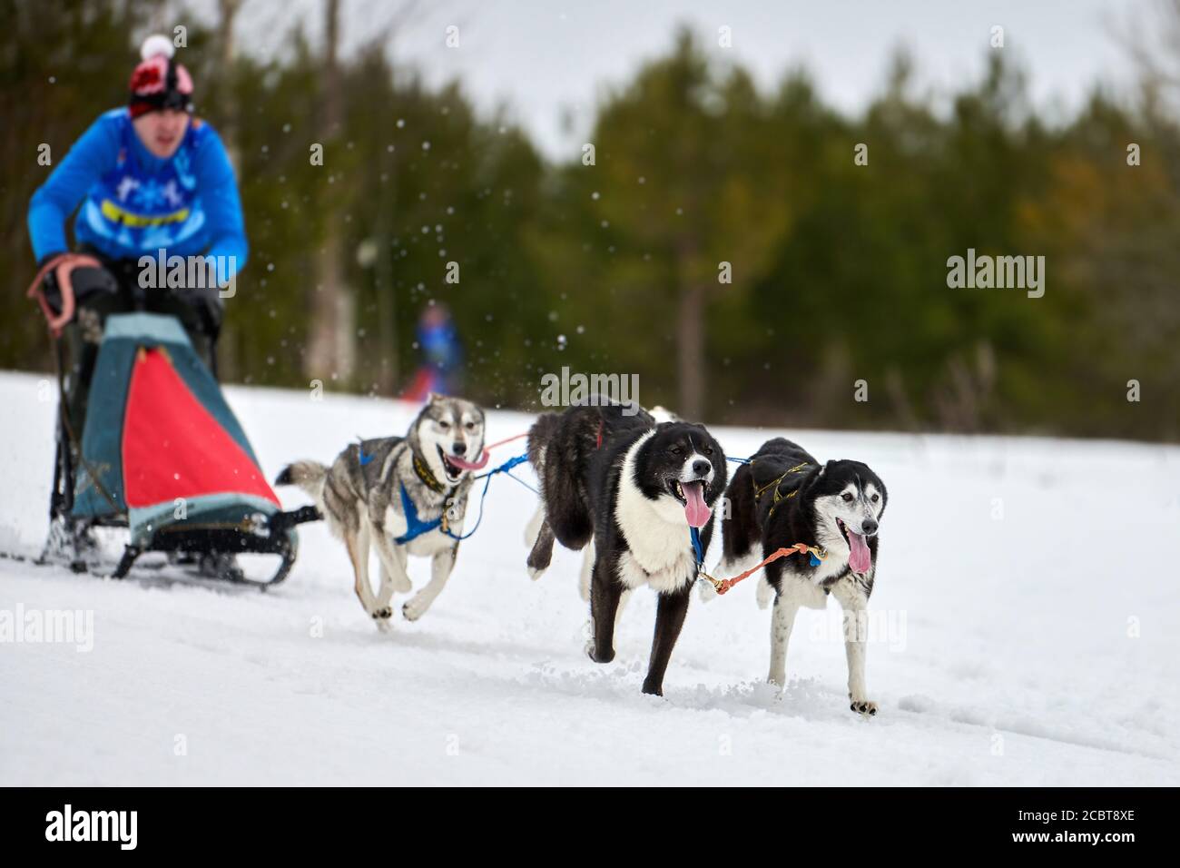 Husky sled dog racing. Winter dog sport sled team competition. Siberian ...