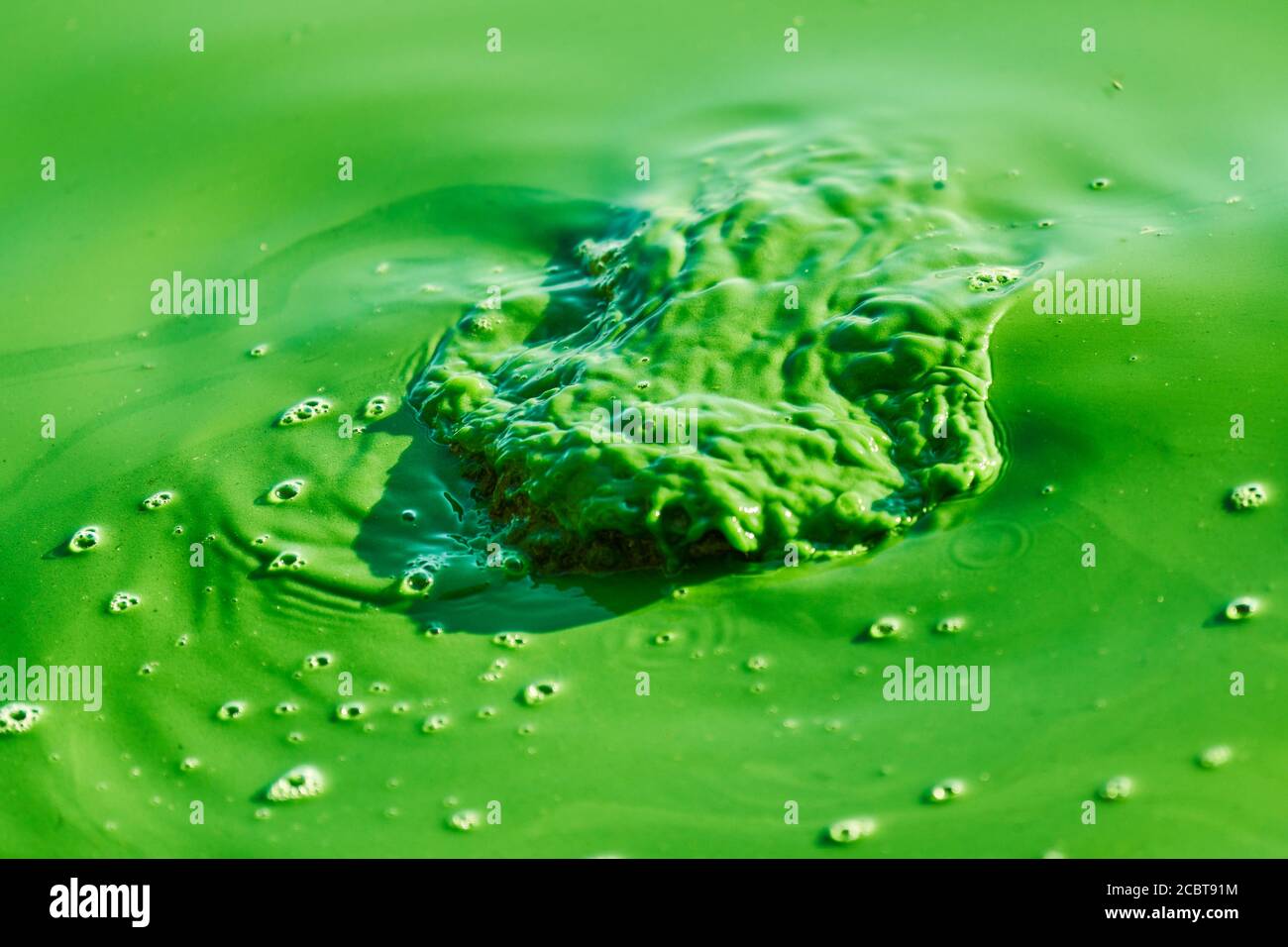 Environmental water pollution. Polluted river - dirty green water ...