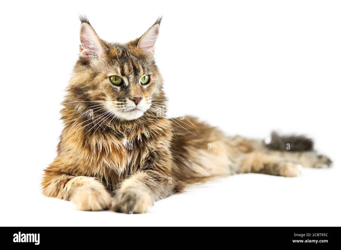 Adult Maine Coon Cat Isolated Cute Tortoiseshell Maine Coon Cat On White Background Big Funny