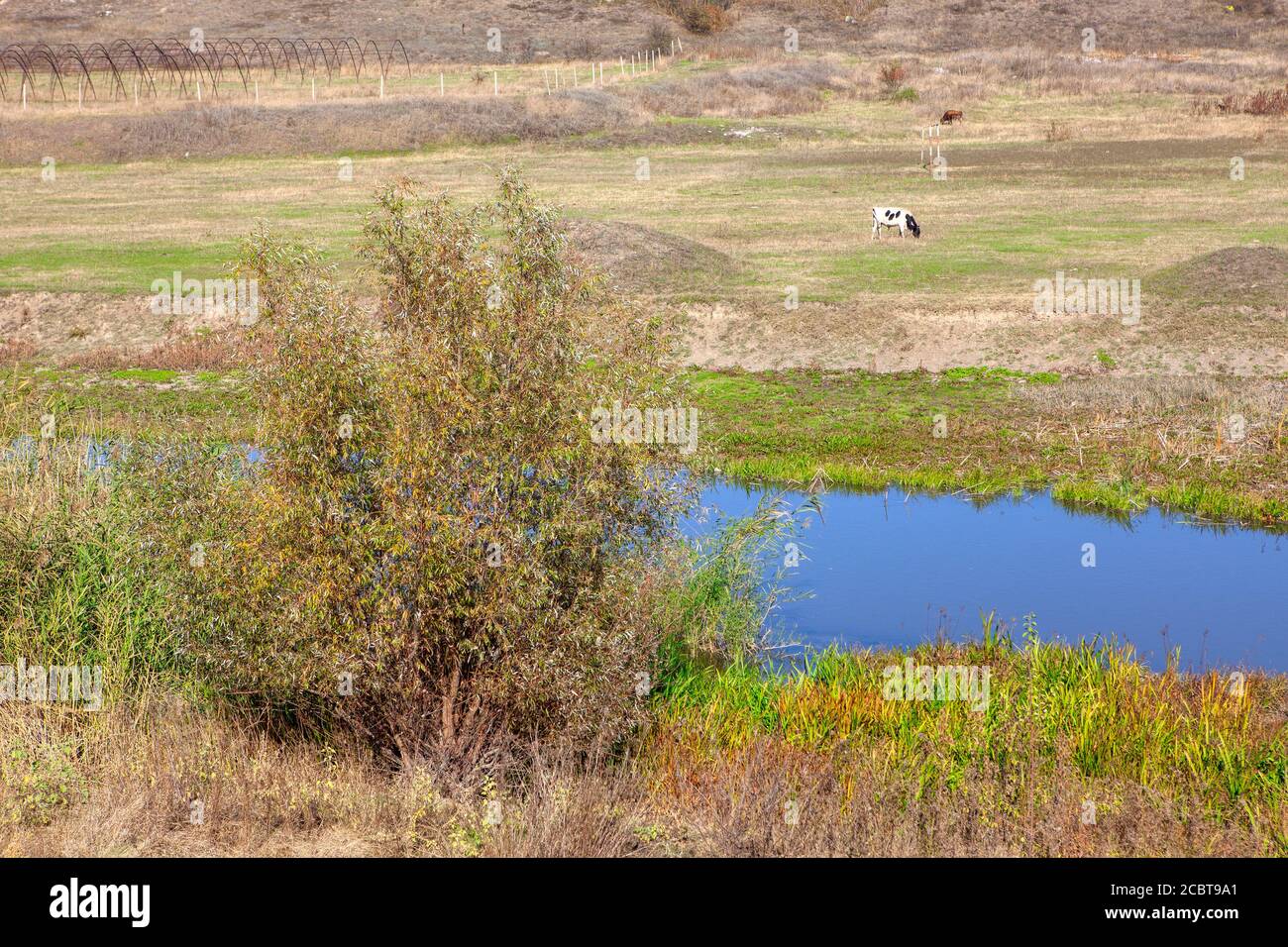 Rustic nature with river and meadow . Cattle on the pasture Stock Photo ...