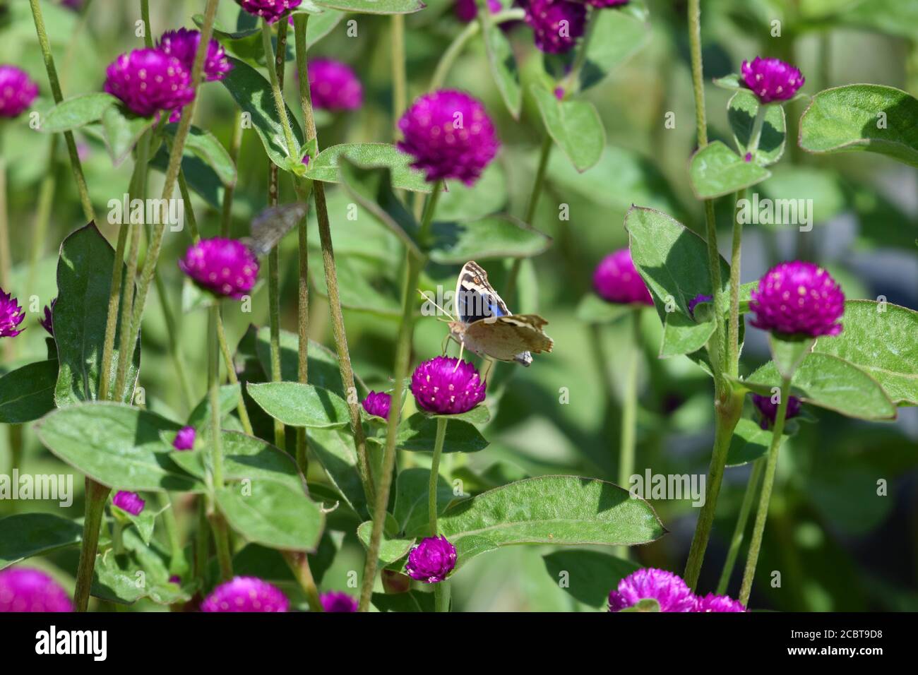 Supari phool hi-res stock photography and images - Alamy
