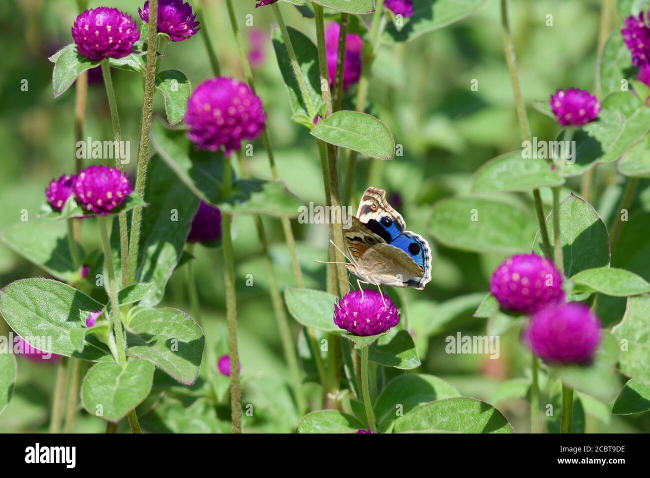 Makhmali phool hi-res stock photography and images - Alamy