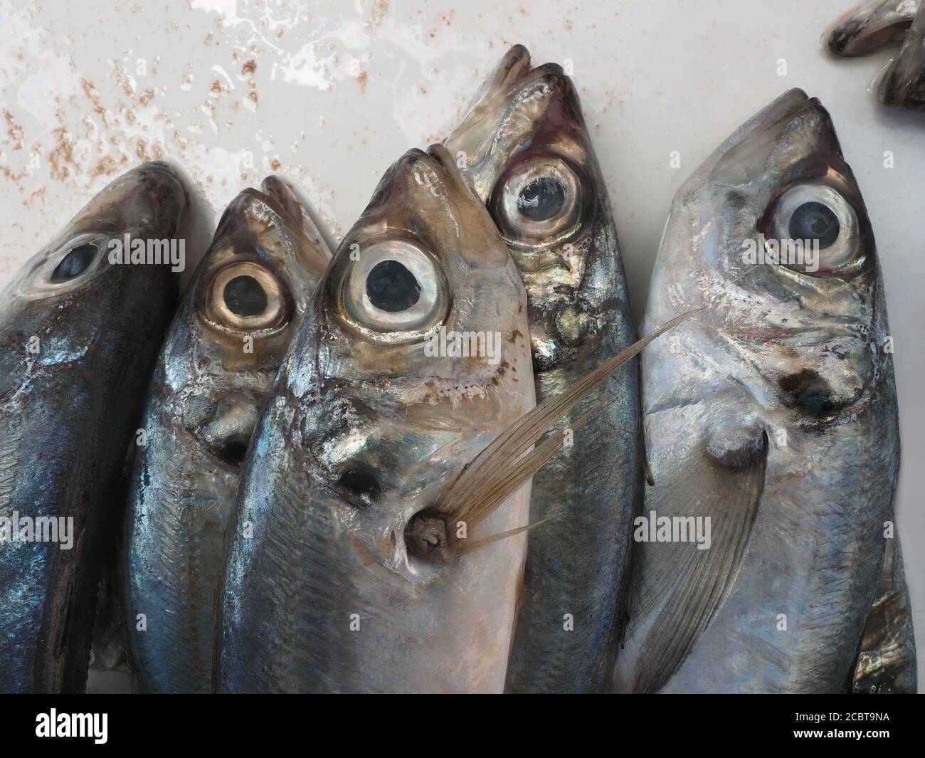Fresh sea fish, in a row, lies on the counter on a white background ...