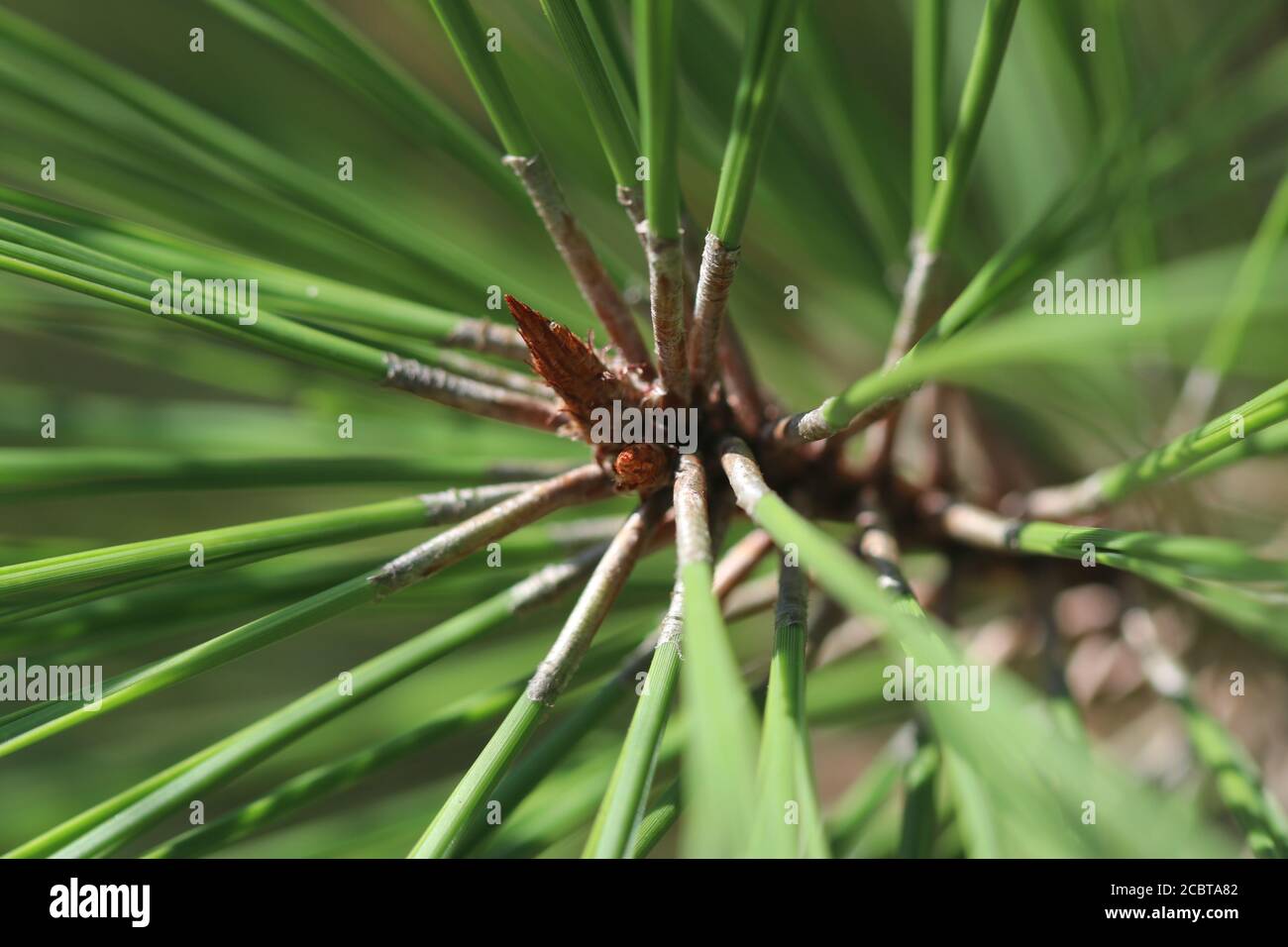 Native Short Leaf Pine in South Carolina, Pinus echinata Stock Photo ...