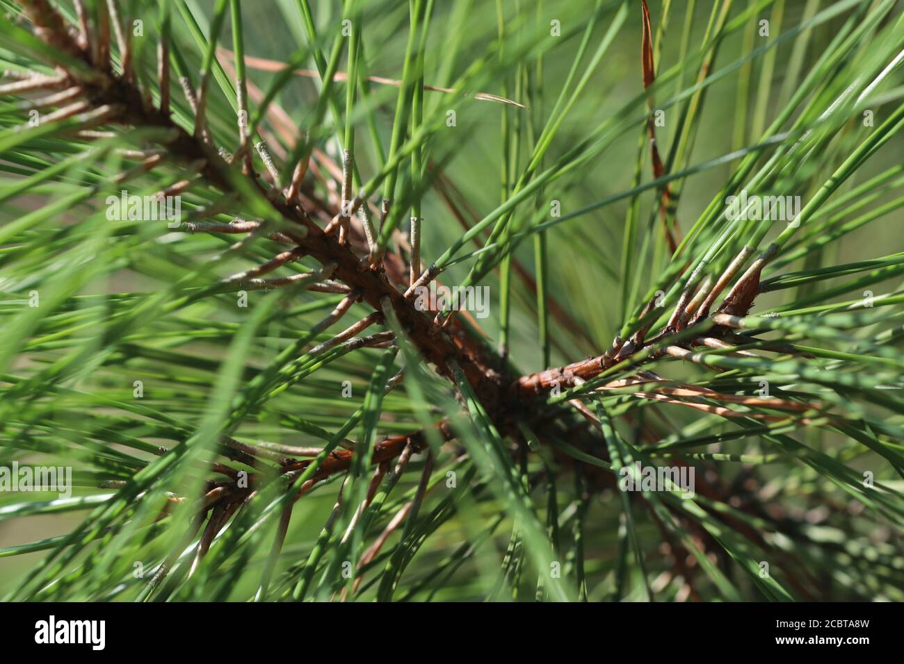 Native Short Leaf Pine in South Carolina, Pinus echinata Stock Photo ...
