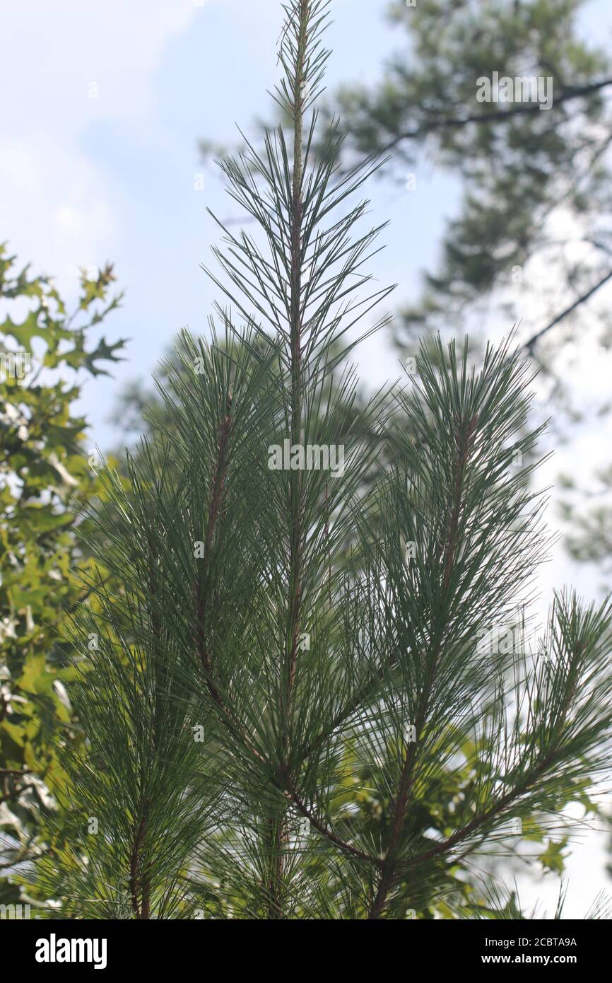 Short Leaf Pine in South Carolina, Pinus ethinata Stock Photo - Alamy