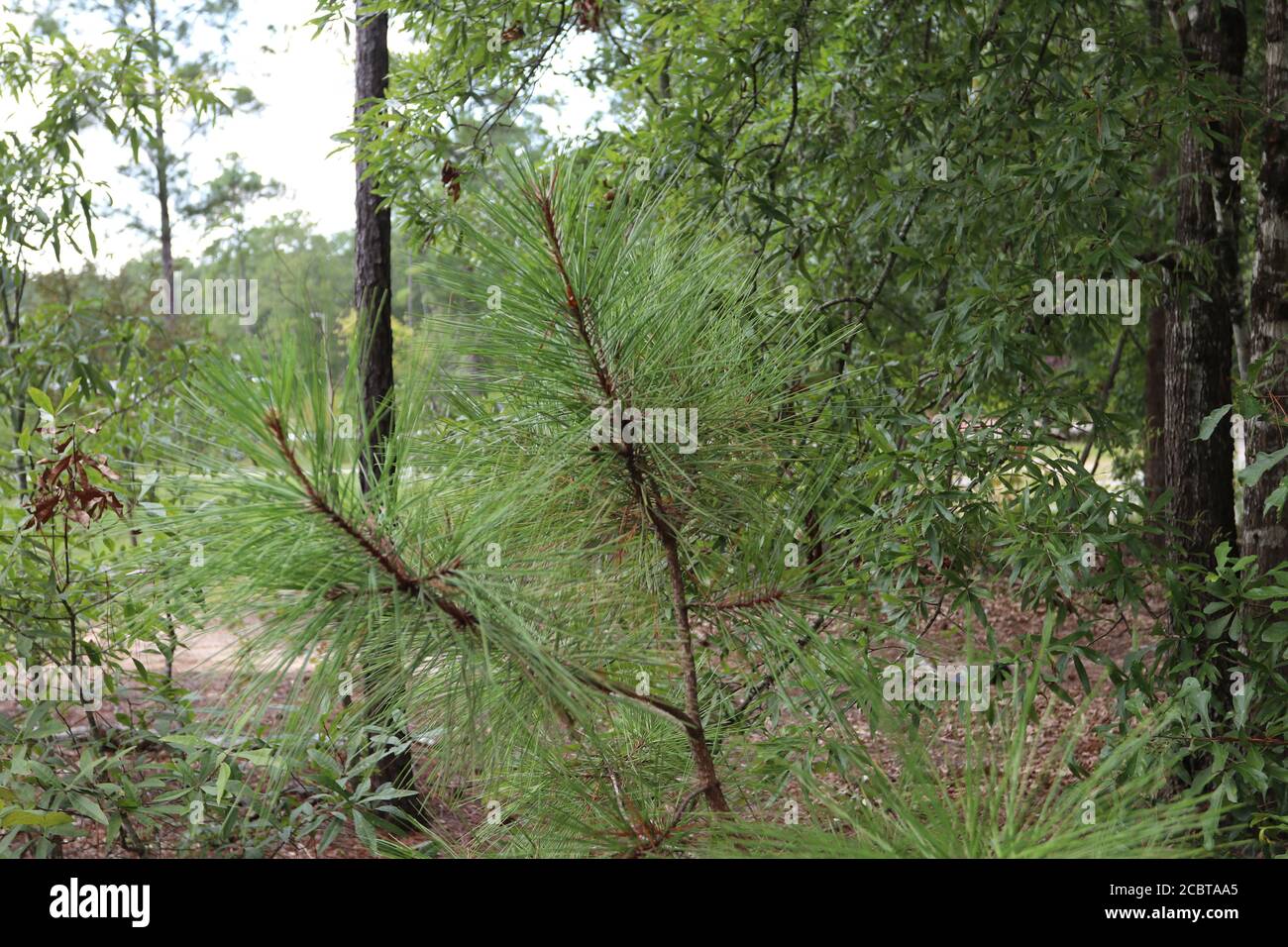 Short Leaf Pine in South Carolina, Pinus ethinata Stock Photo - Alamy
