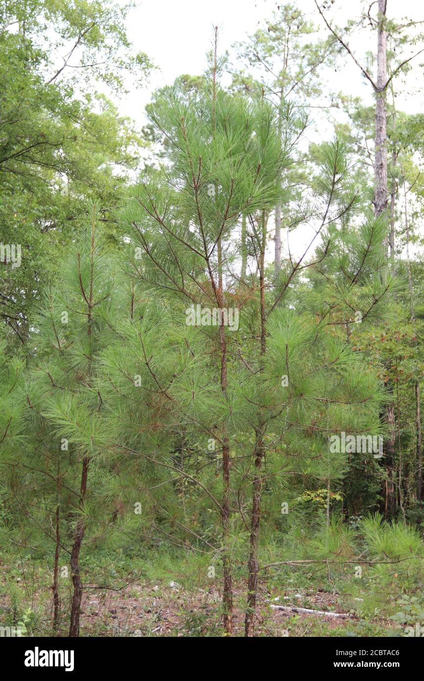Tall plant and short plant hi-res stock photography and images - Alamy