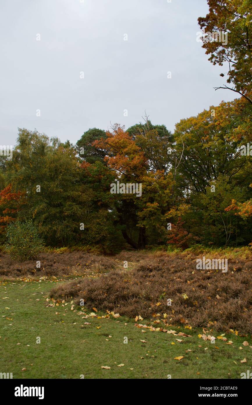 Early autumn (fall): brown and golden leaves begin to appear on the oak ...