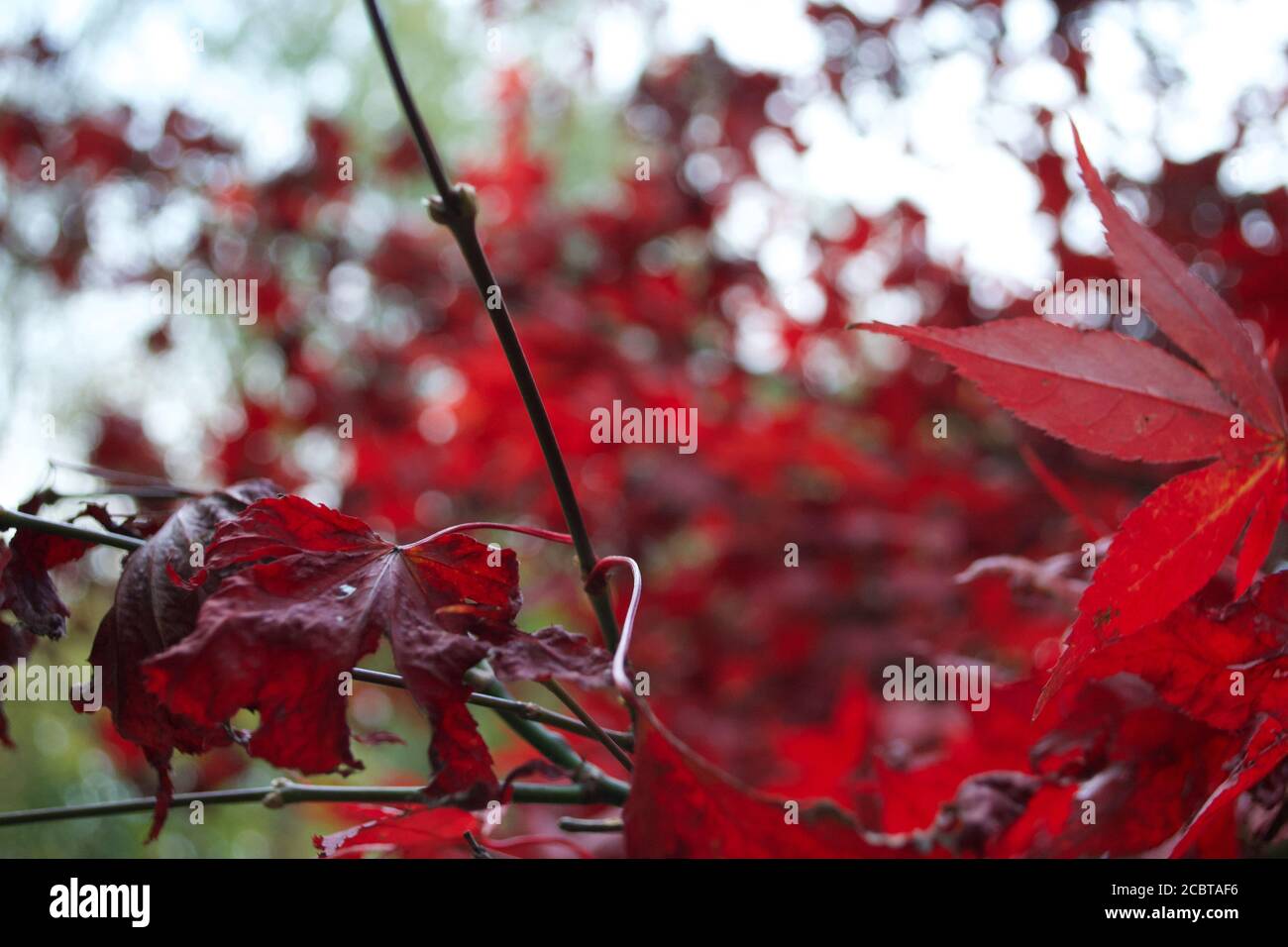 Deep red, crispy leaves on the branches of an acer tree in early autumn ...
