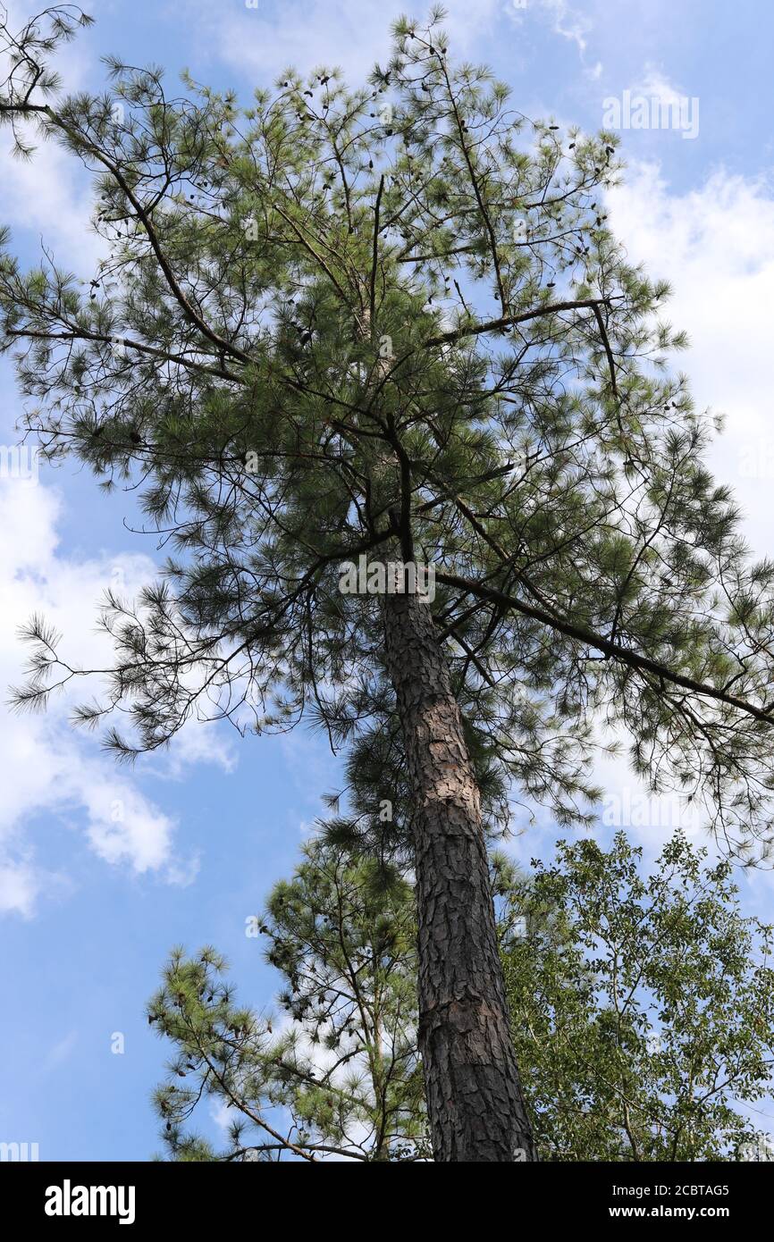Short leaf pine species hi-res stock photography and images - Alamy