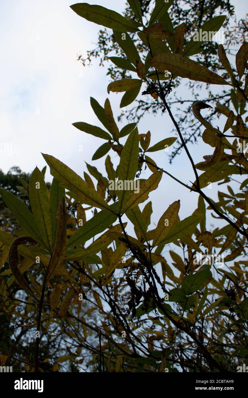 Long thin leaves hi-res stock photography and images - Alamy