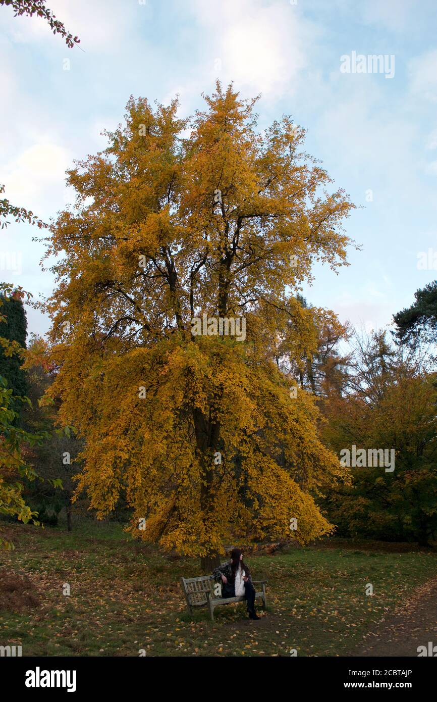 Golden yellow tree hi-res stock photography and images - Alamy