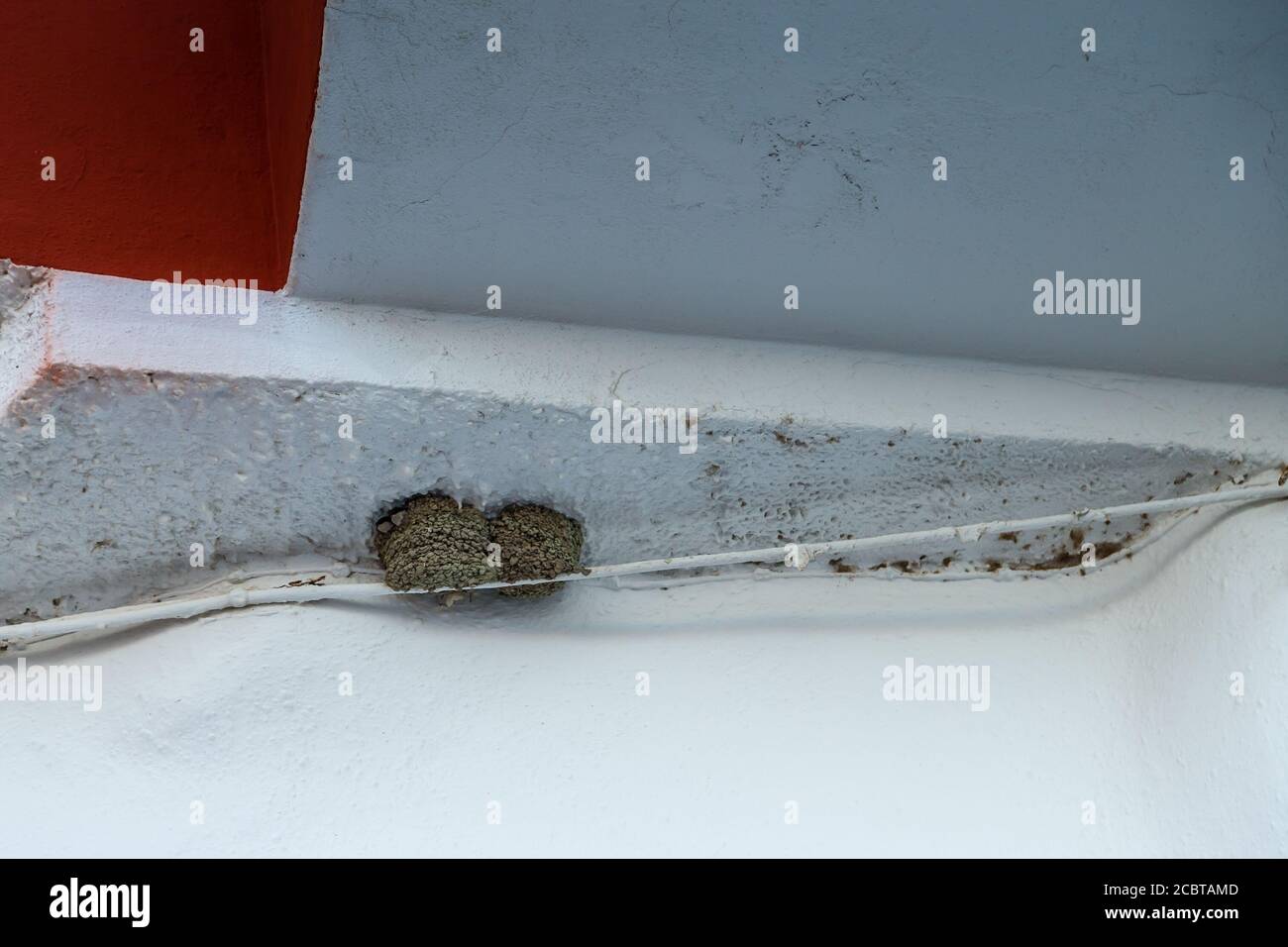 insect nest in the dirty ceiling Stock Photo - Alamy