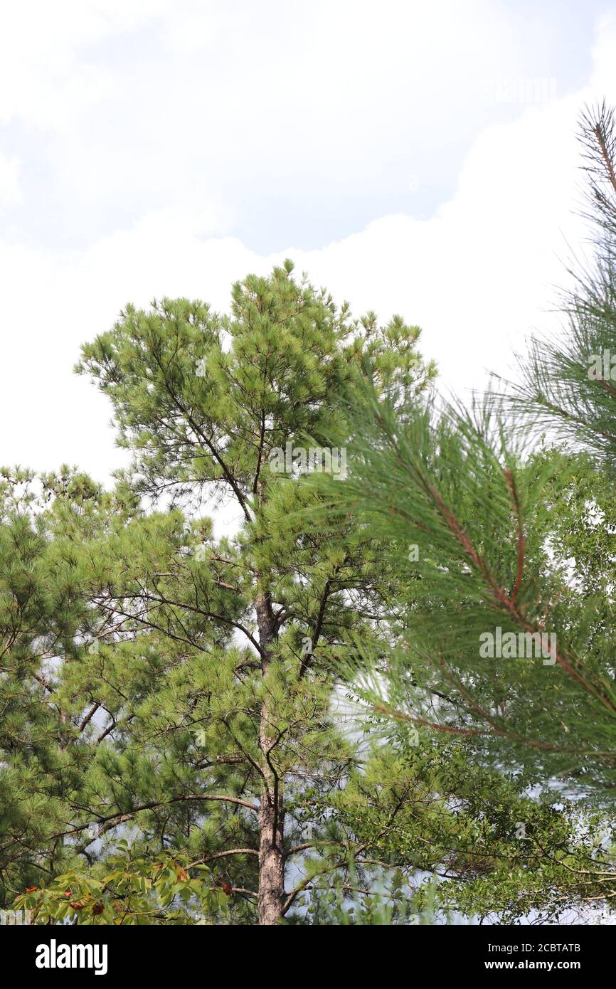 Short Leaf Pine in South Carolina, Pinus ethinata Stock Photo - Alamy