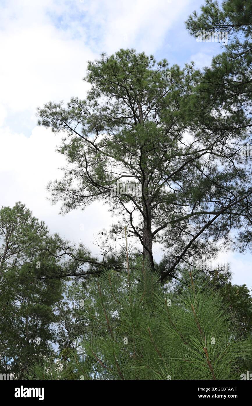 Short Leaf Pine in South Carolina, Pinus ethinata Stock Photo - Alamy