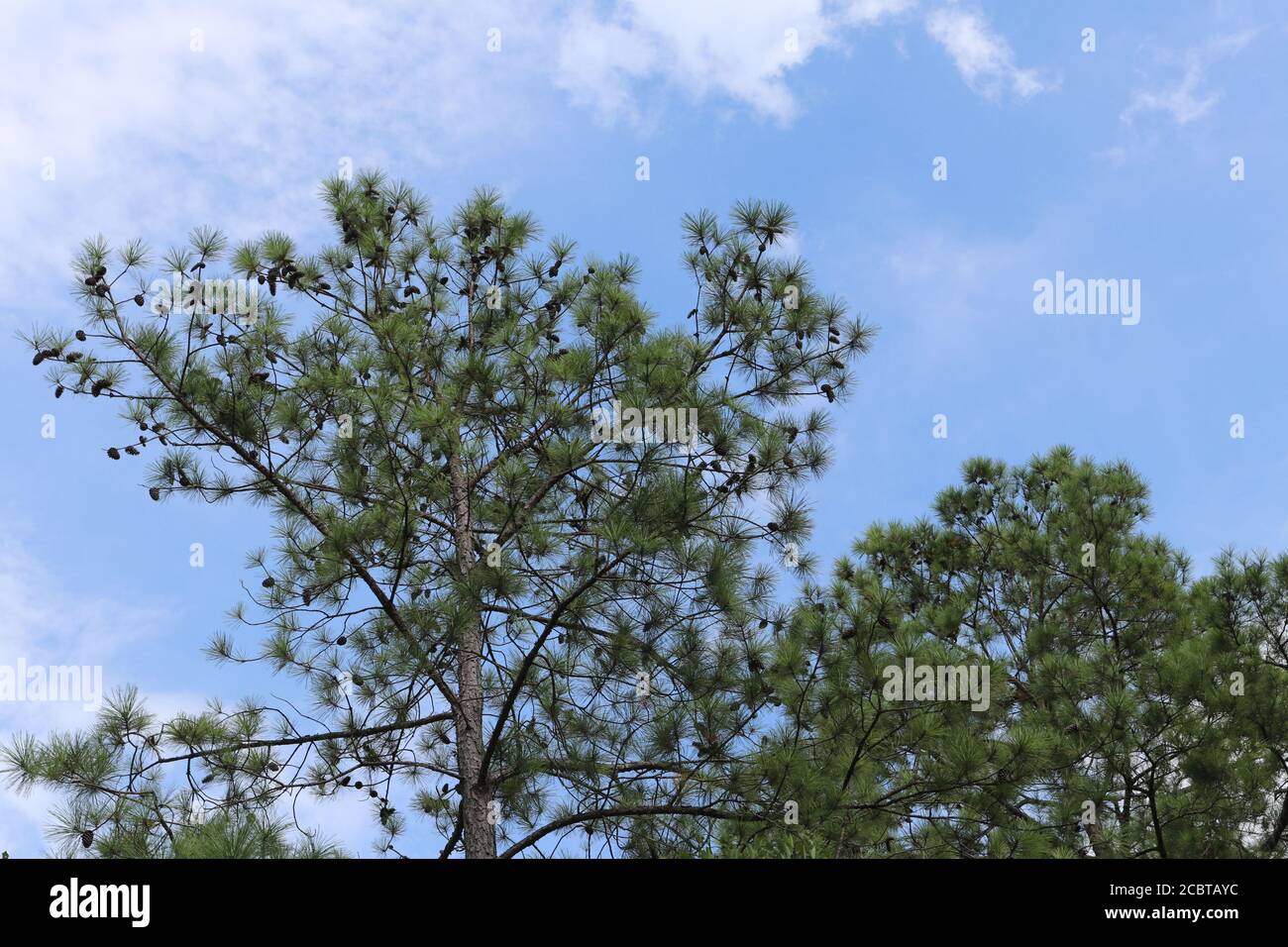 Short Leaf Pine in South Carolina, Pinus ethinata Stock Photo - Alamy