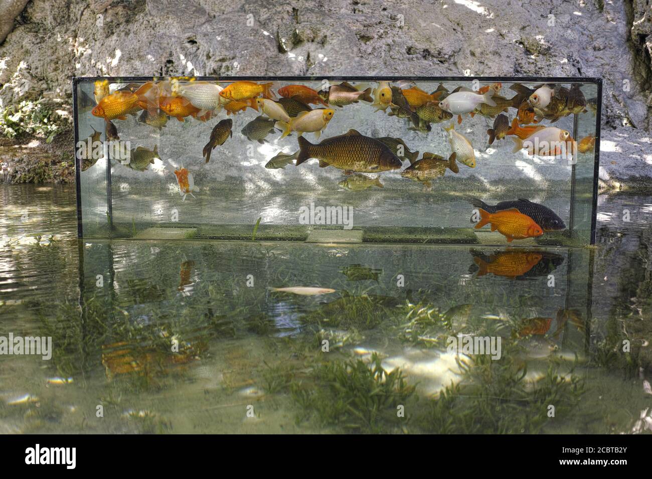 Overwater fish tank used as watch tower by koi carp over a pond Stock ...